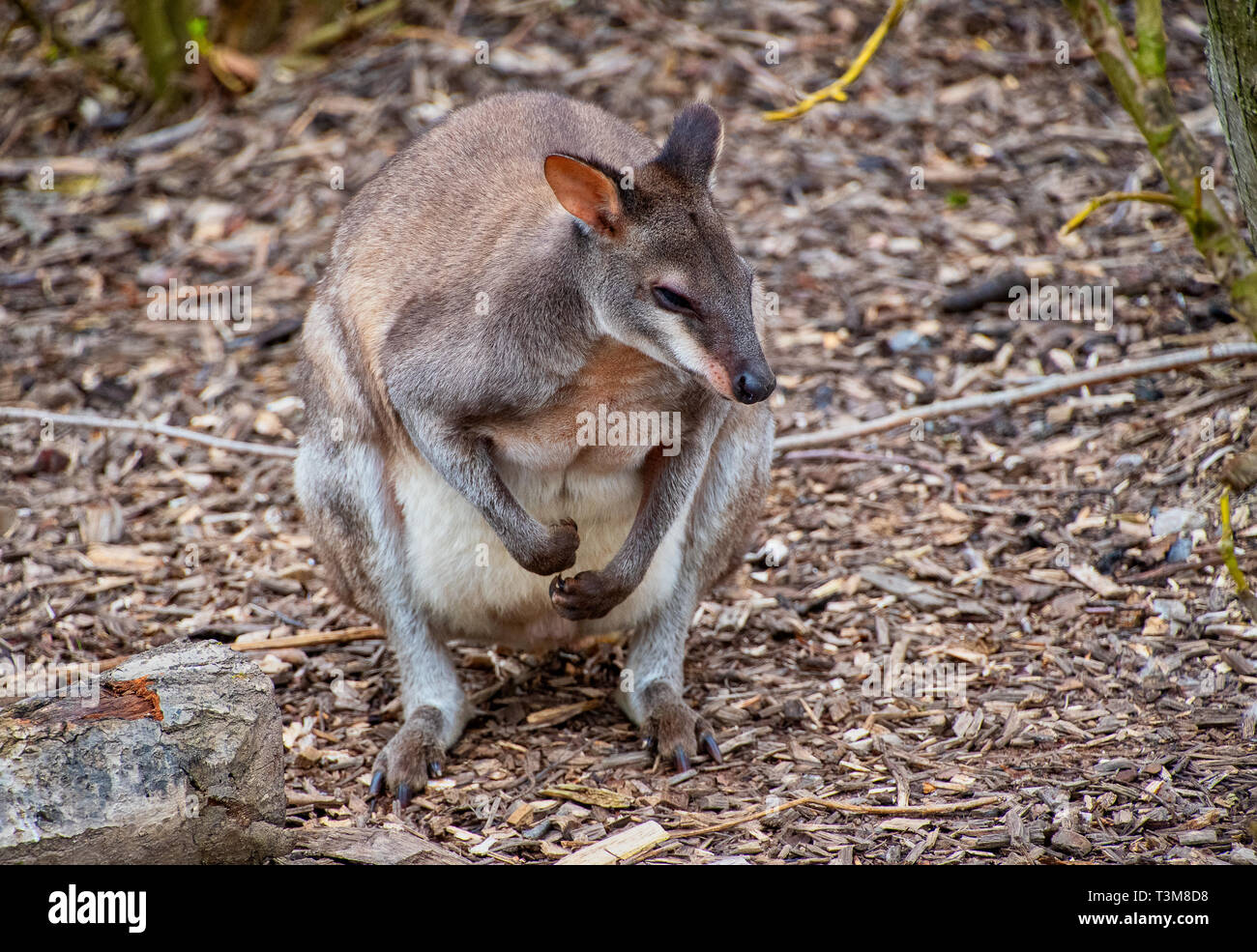 Dusky Pademelon - endangered also known as Dusky Wallaby Stock Photo ...