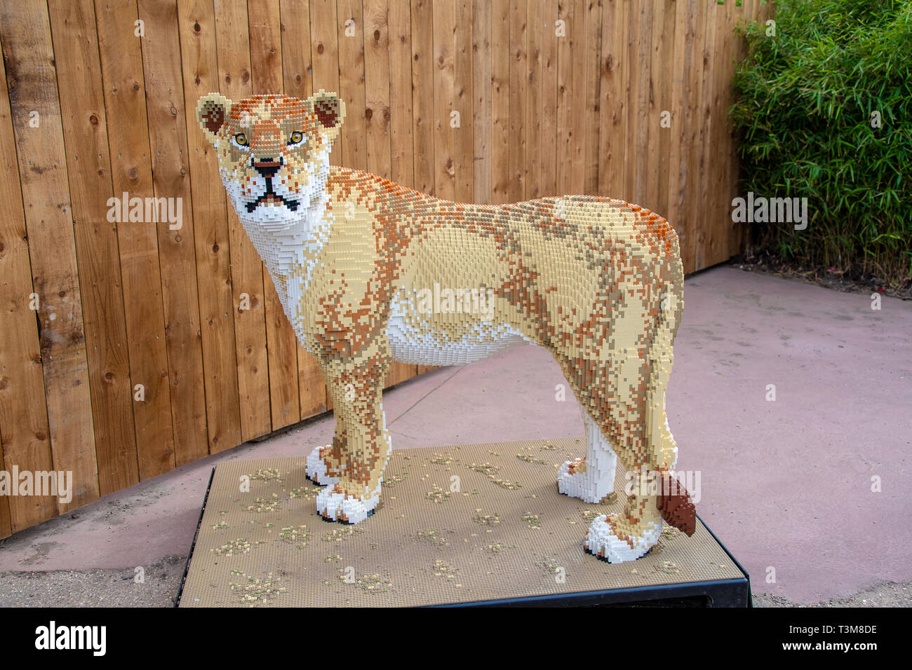 CHESTER, UNITED KINGDOM - MARCH 27TH 2019: A Lioness statue made from ...