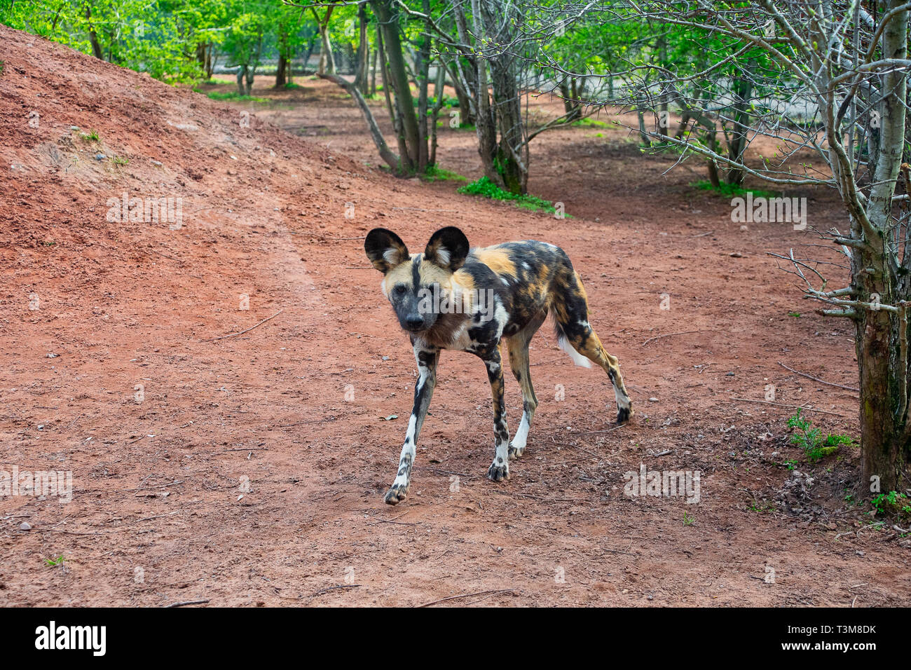 Single African Painted Dog at a zoo Stock Photo - Alamy