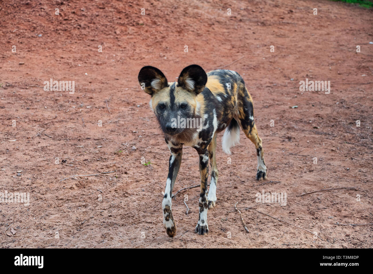 Single African Painted Dog at a zoo Stock Photo - Alamy