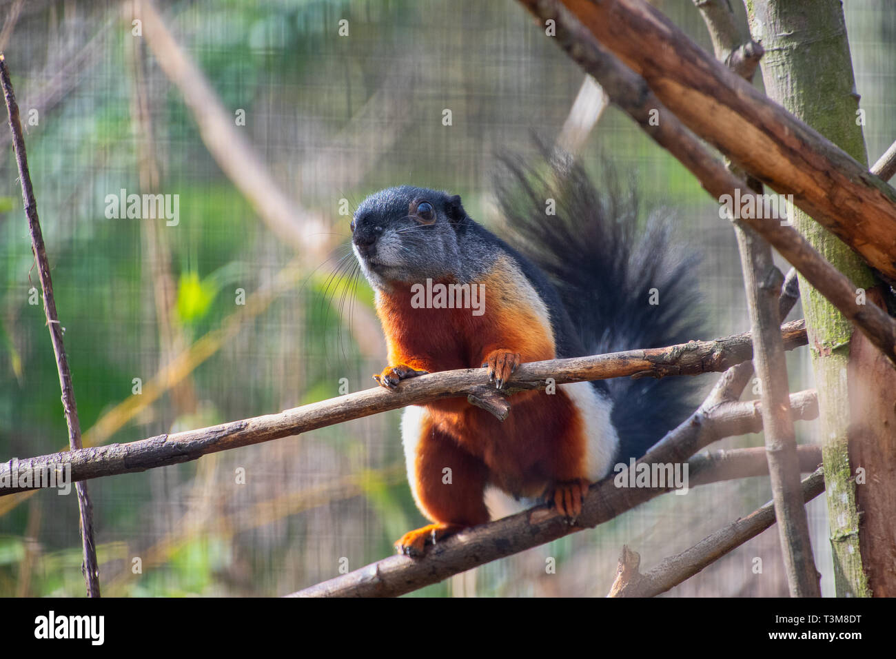 A Prevost squirrel running around in some trees Stock Photo - Alamy