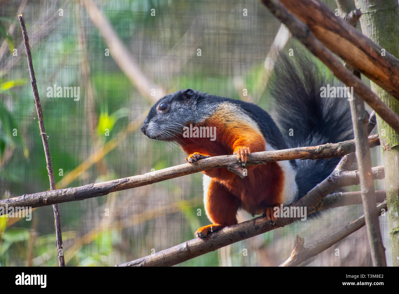 A Prevost squirrel running around in some trees Stock Photo - Alamy