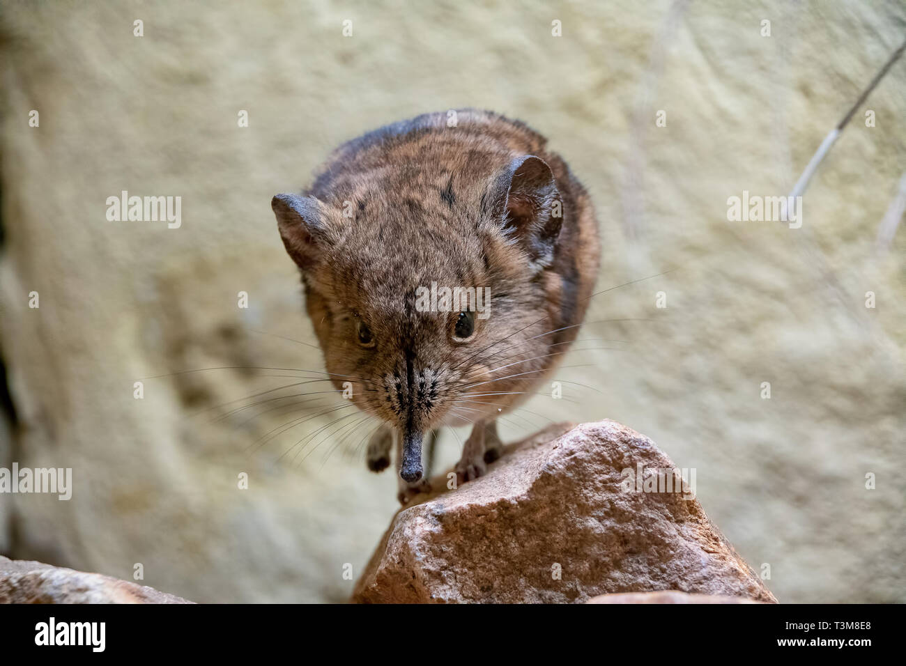 Elephant Shrew Short Eared High Resolution Stock Photography and Images ...