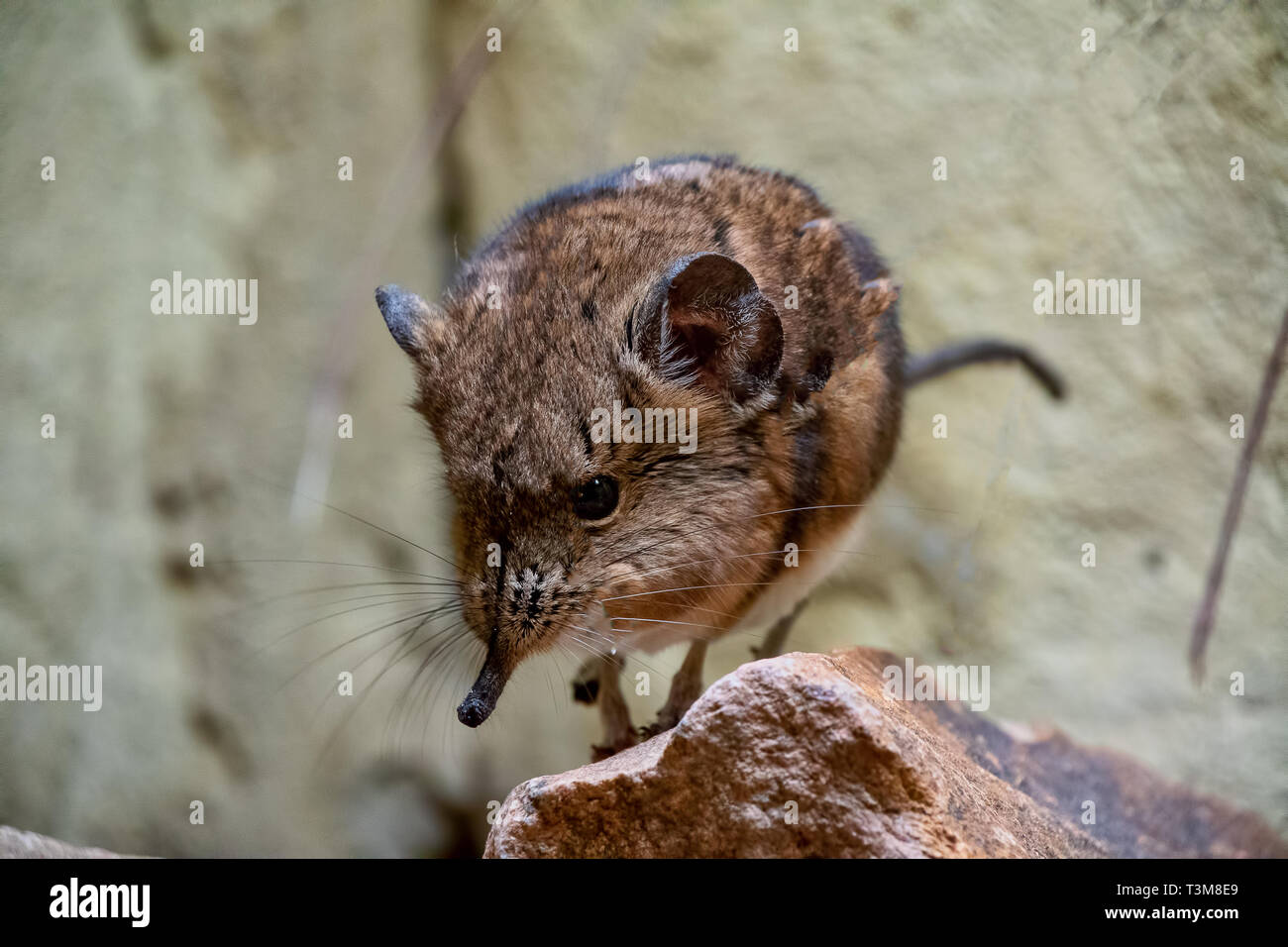 Elephant Shrew Short Eared High Resolution Stock Photography and Images ...