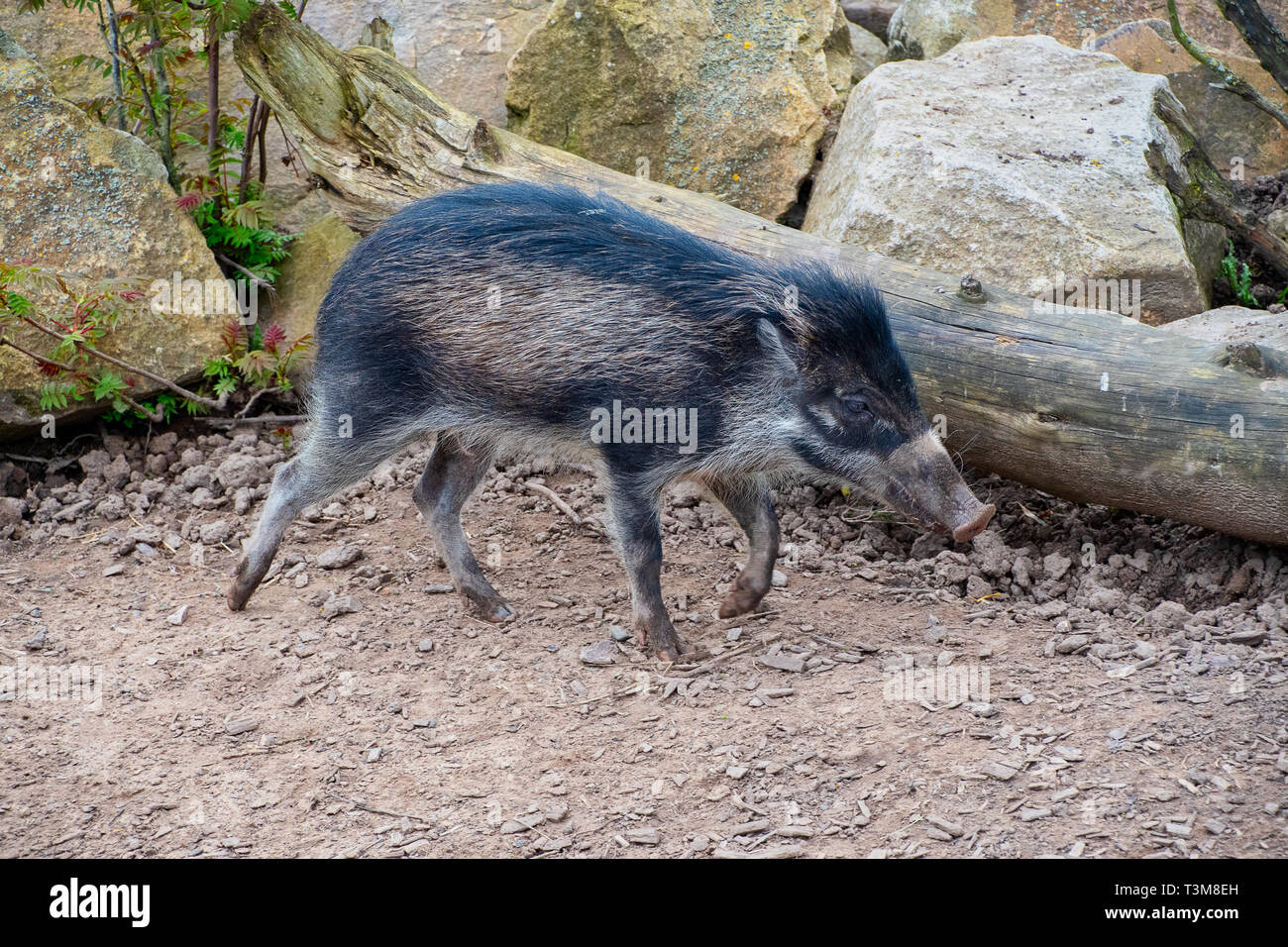 Philippine warty pig hi-res stock photography and images - Alamy