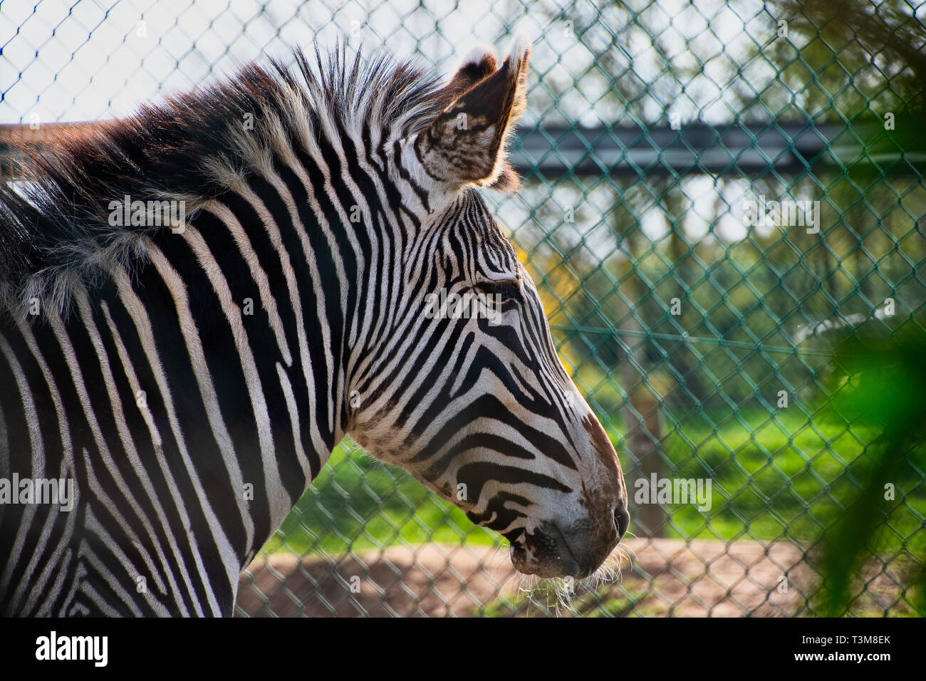 Zoo chester zebra hi-res stock photography and images - Alamy