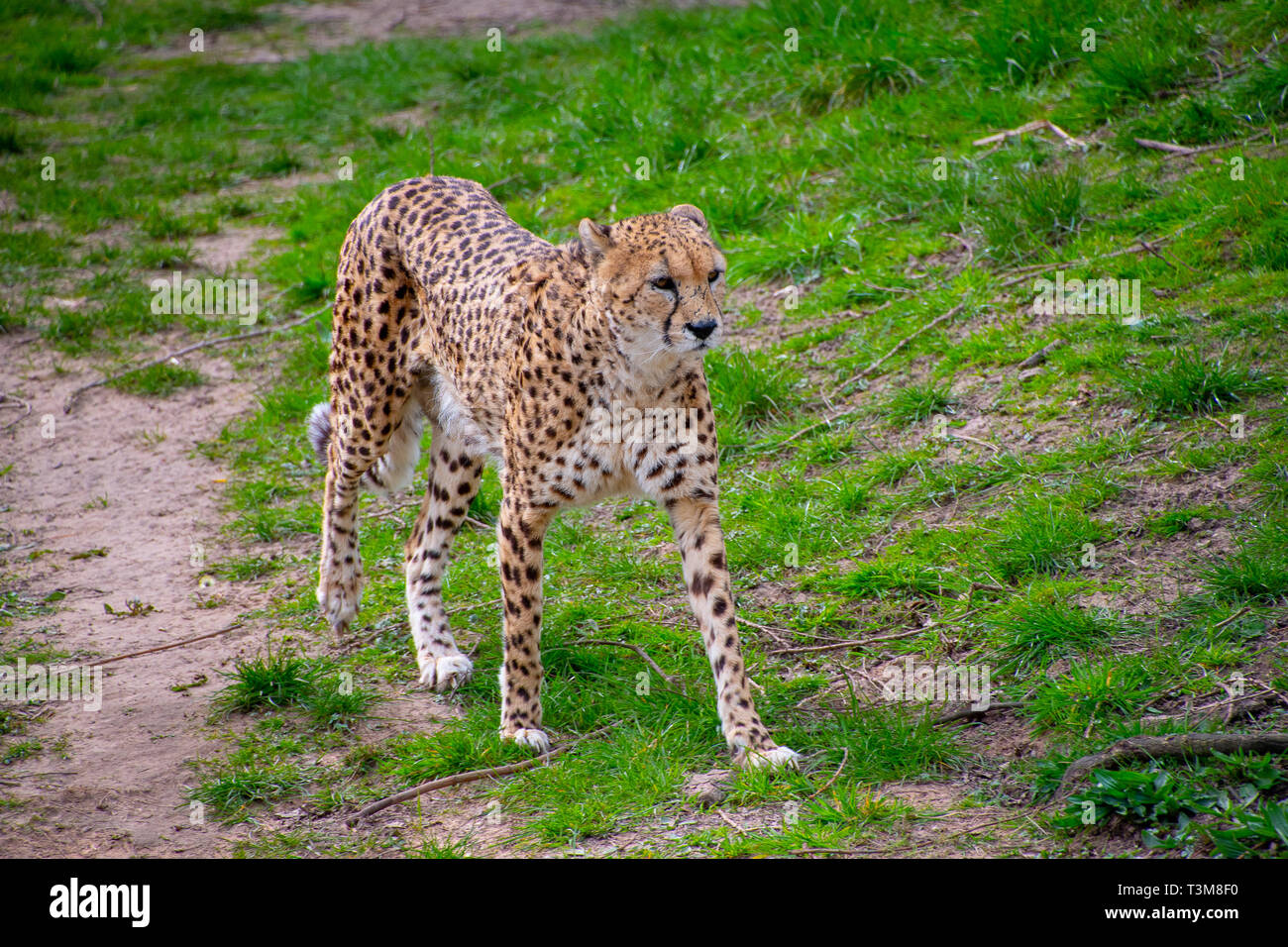 Cheetah enclosure hi-res stock photography and images - Alamy
