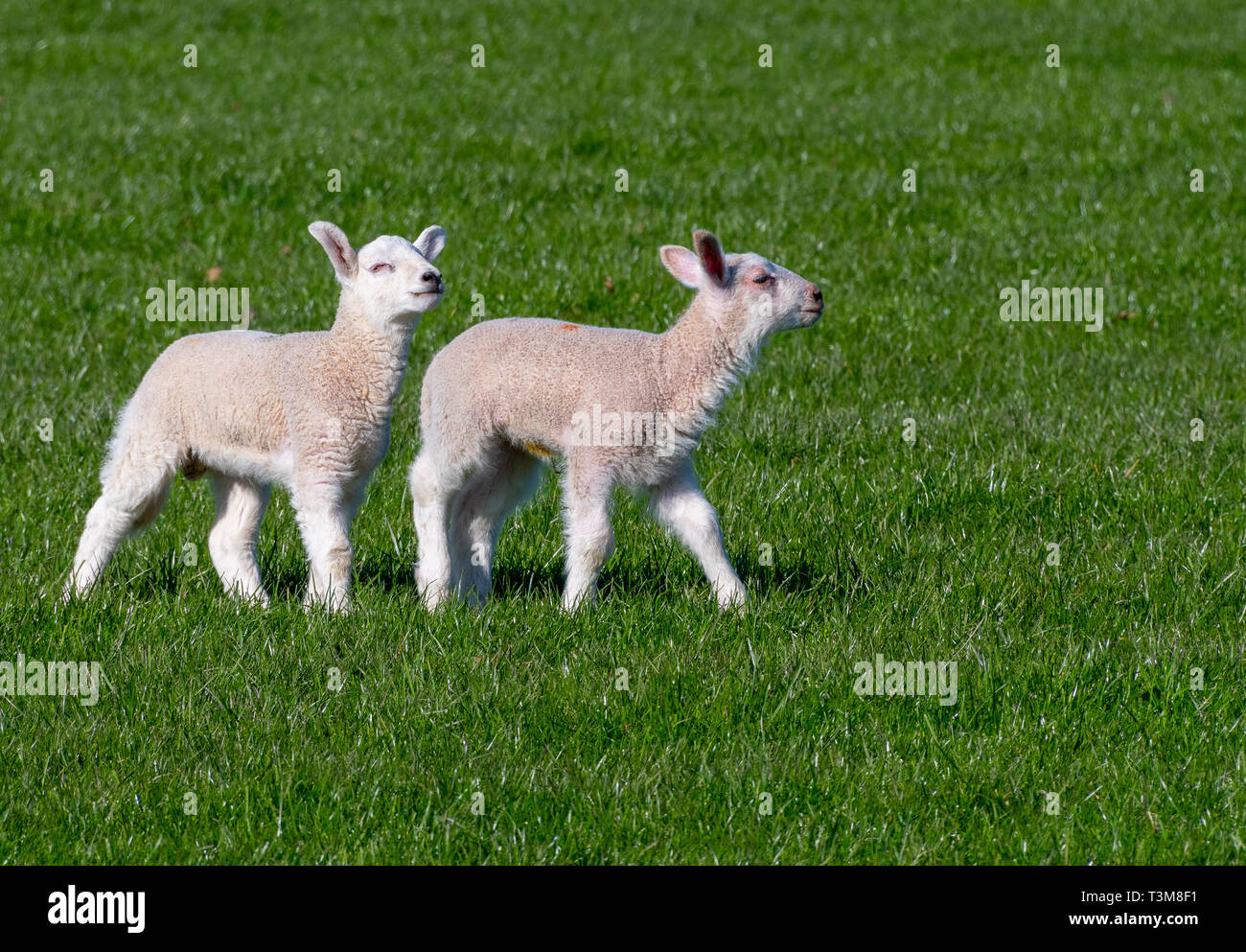 Two baby lambs in a field Stock Photo - Alamy