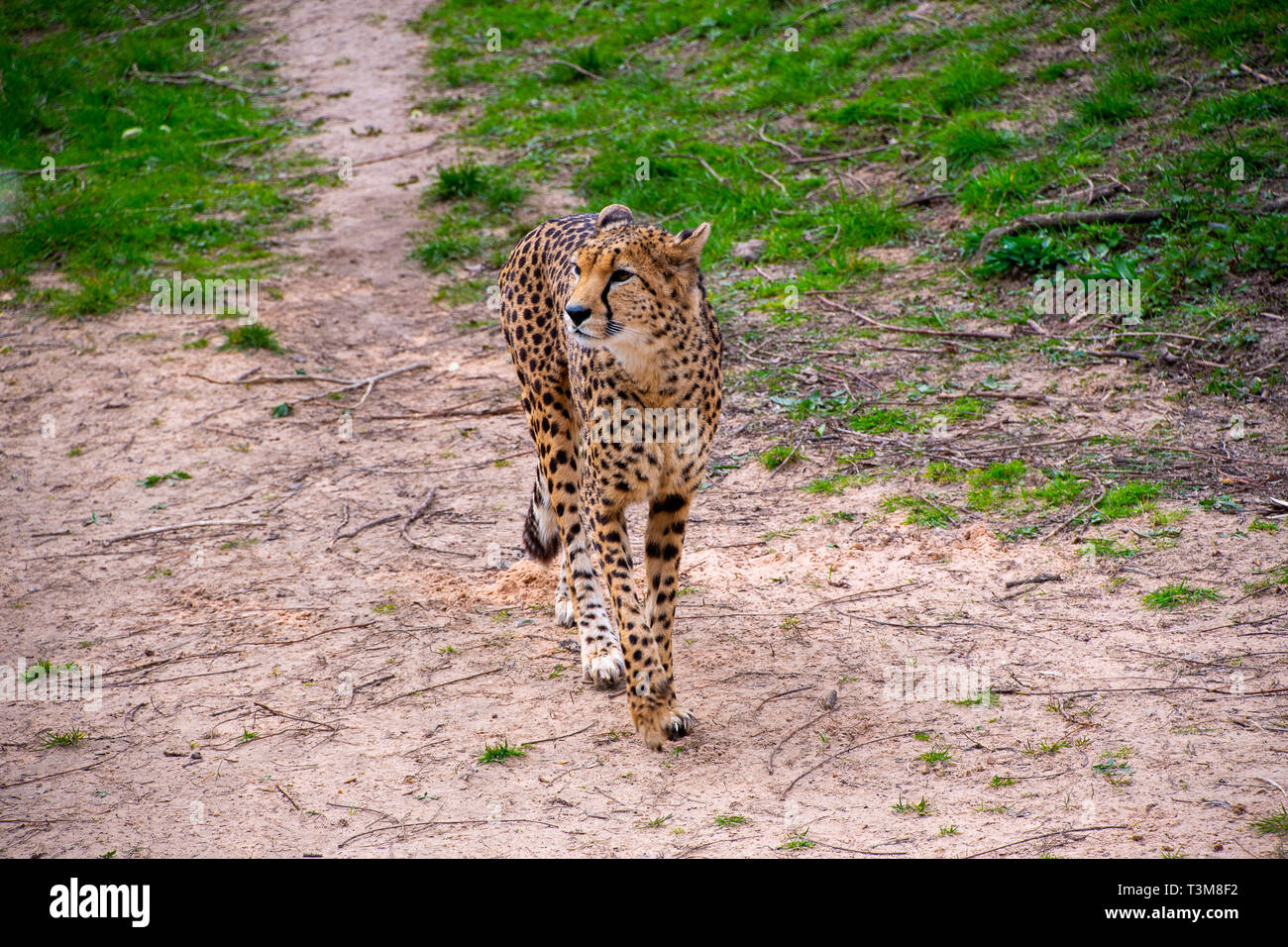 Cheetah walking around its enclosure at a zoo Stock Photo - Alamy
