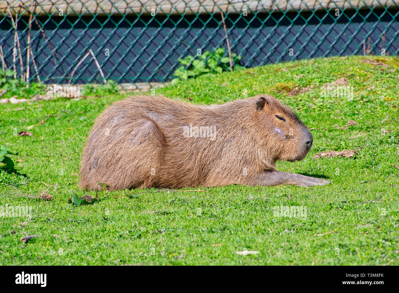 Capybara animal resting in the sun Stock Photo - Alamy