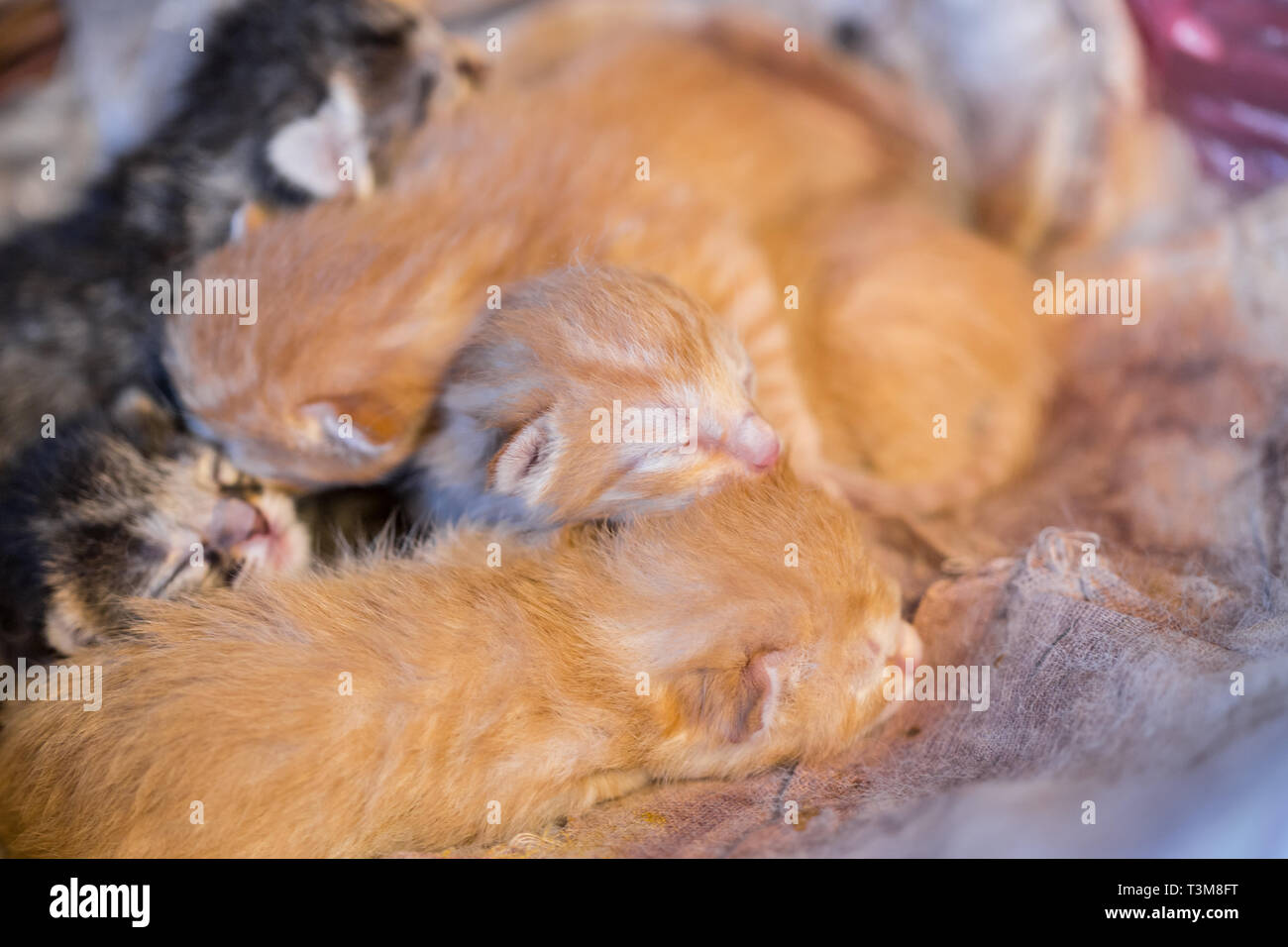 Newborn kitten blanket hi-res stock photography and images - Alamy