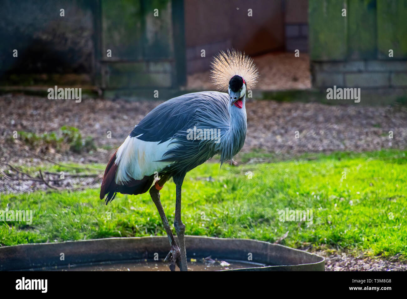 Crowned crane bird hi-res stock photography and images - Alamy