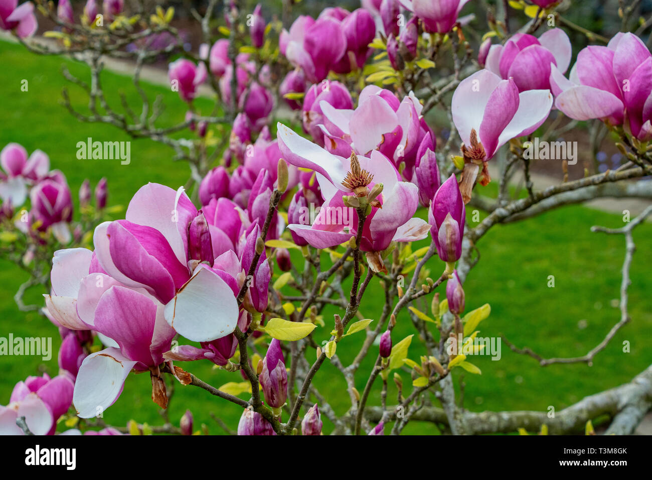 Magnolia tree in bloom with pink flowers Stock Photo - Alamy