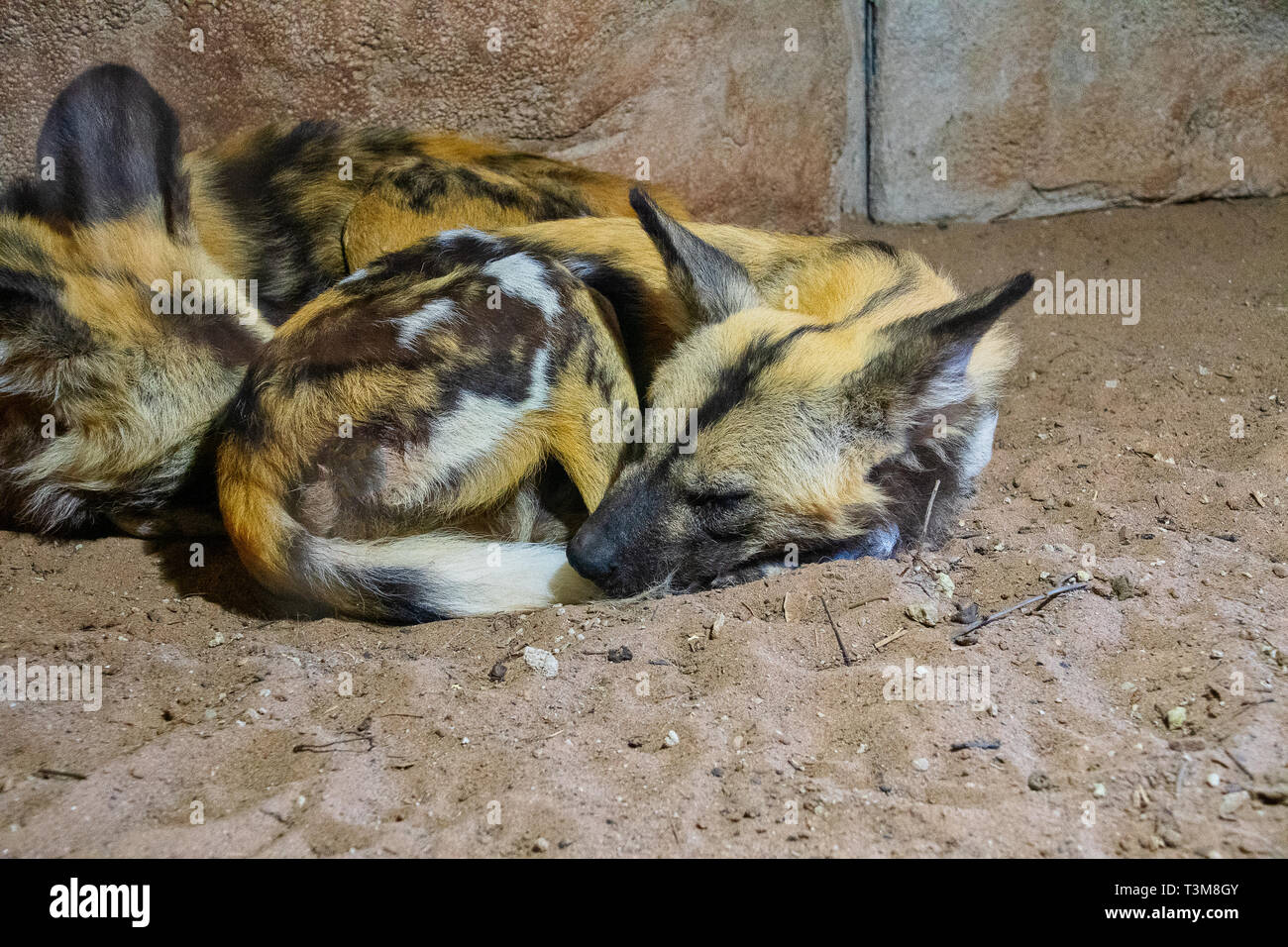 Painted dog sleeping with its pack Stock Photo - Alamy