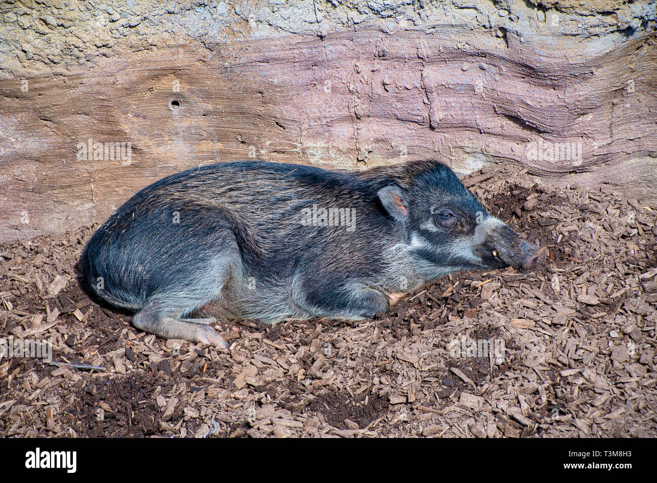 Philippine warty pig hi-res stock photography and images - Alamy