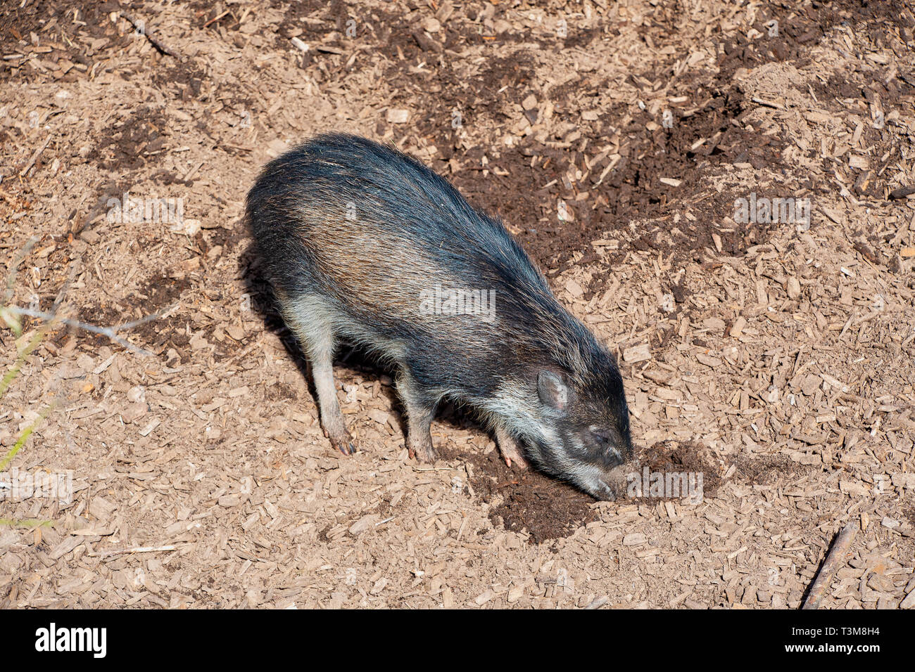 Philippine warty pig hi-res stock photography and images - Alamy