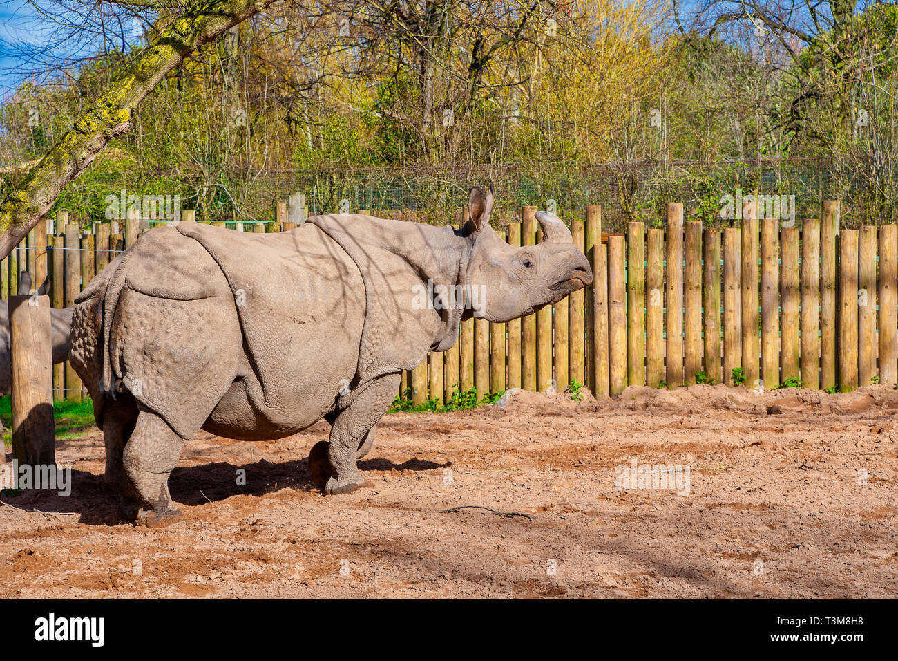 White rhino standing in hi-res stock photography and images - Alamy