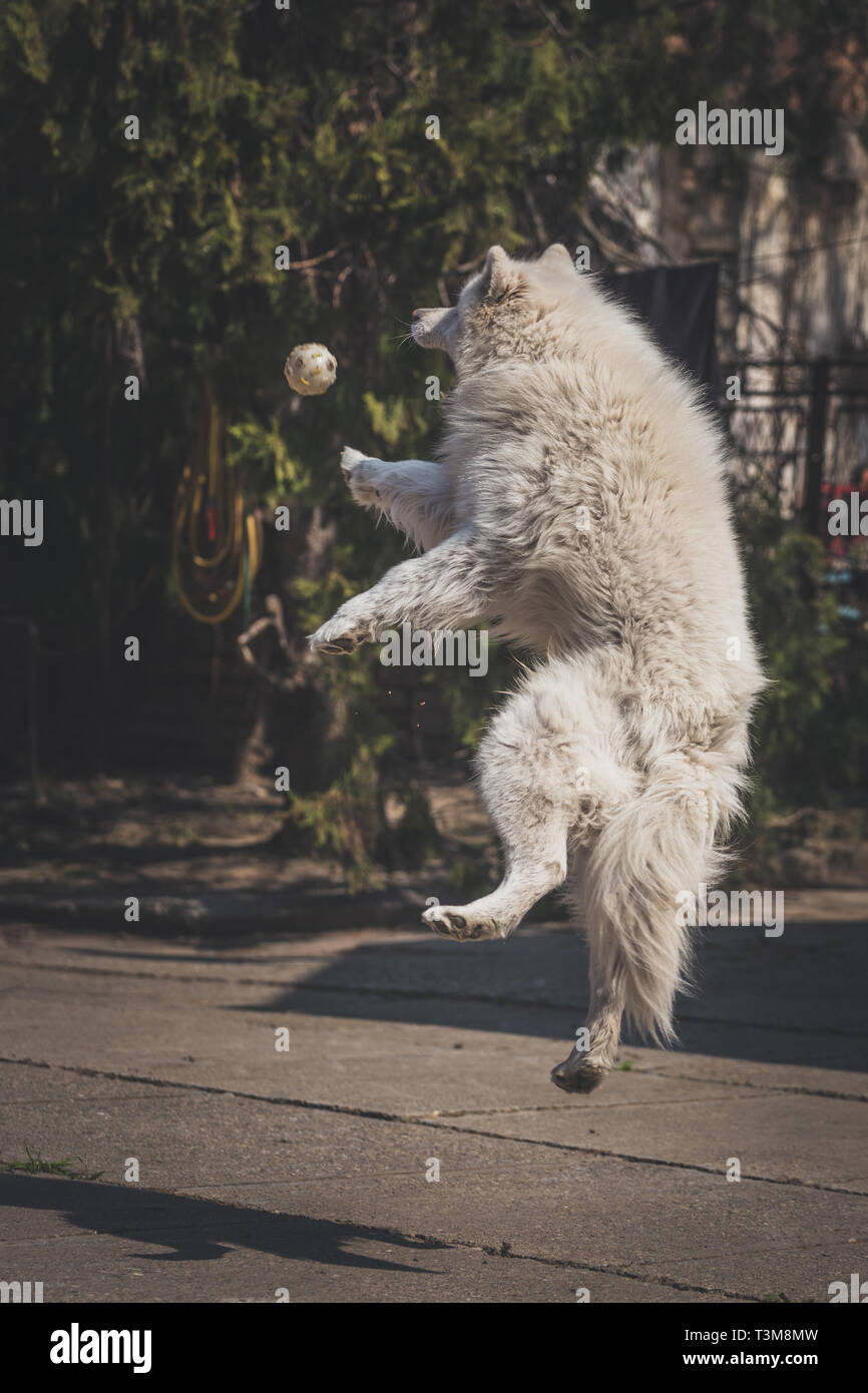 Dog jumps catch ball hi-res stock photography and images - Alamy