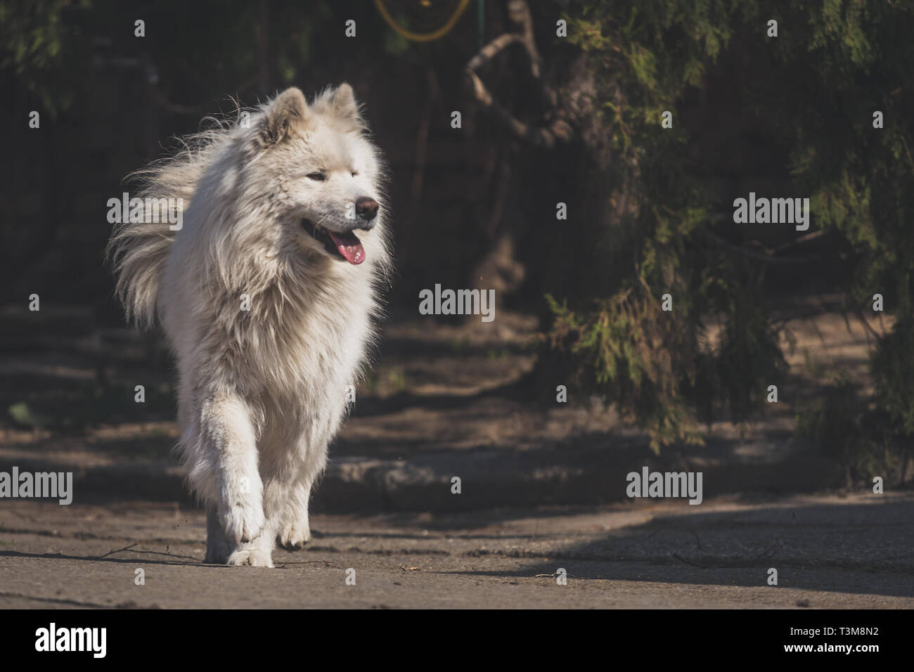 Young white male samoyed slowly walk around the park Stock Photo - Alamy