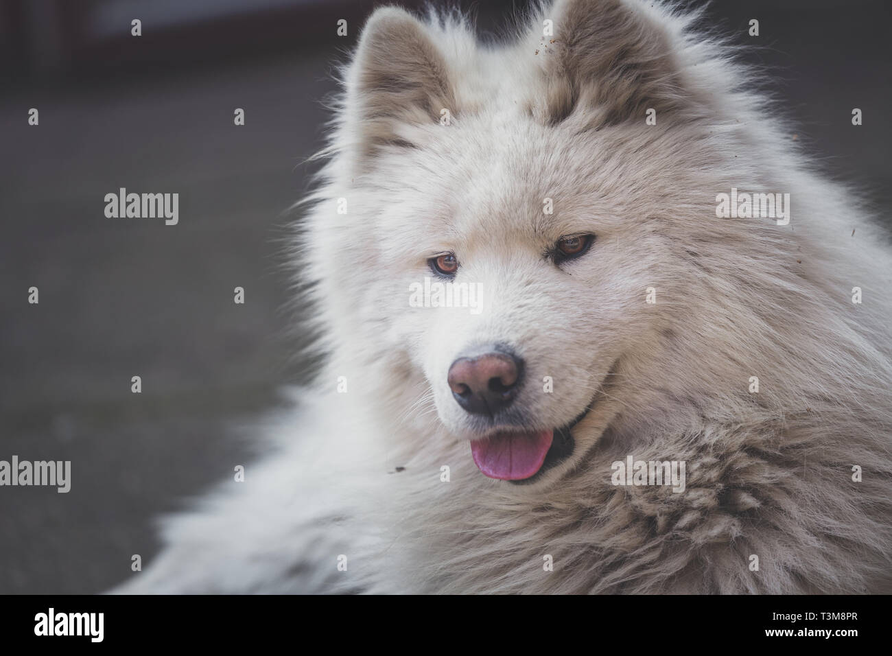 Samoyed portrait male dog hi-res stock photography and images - Alamy
