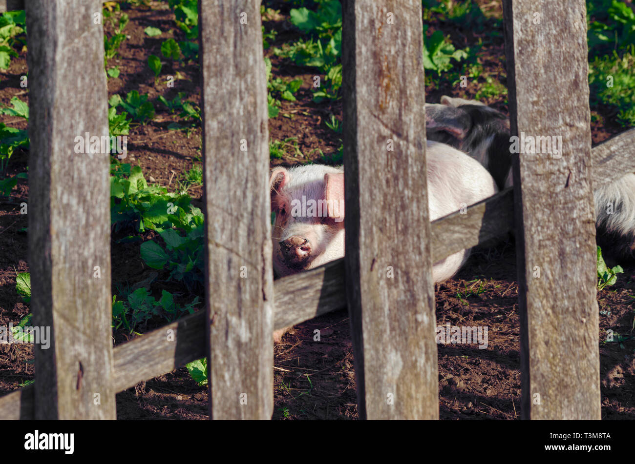 Pigs behind fence hi-res stock photography and images - Alamy