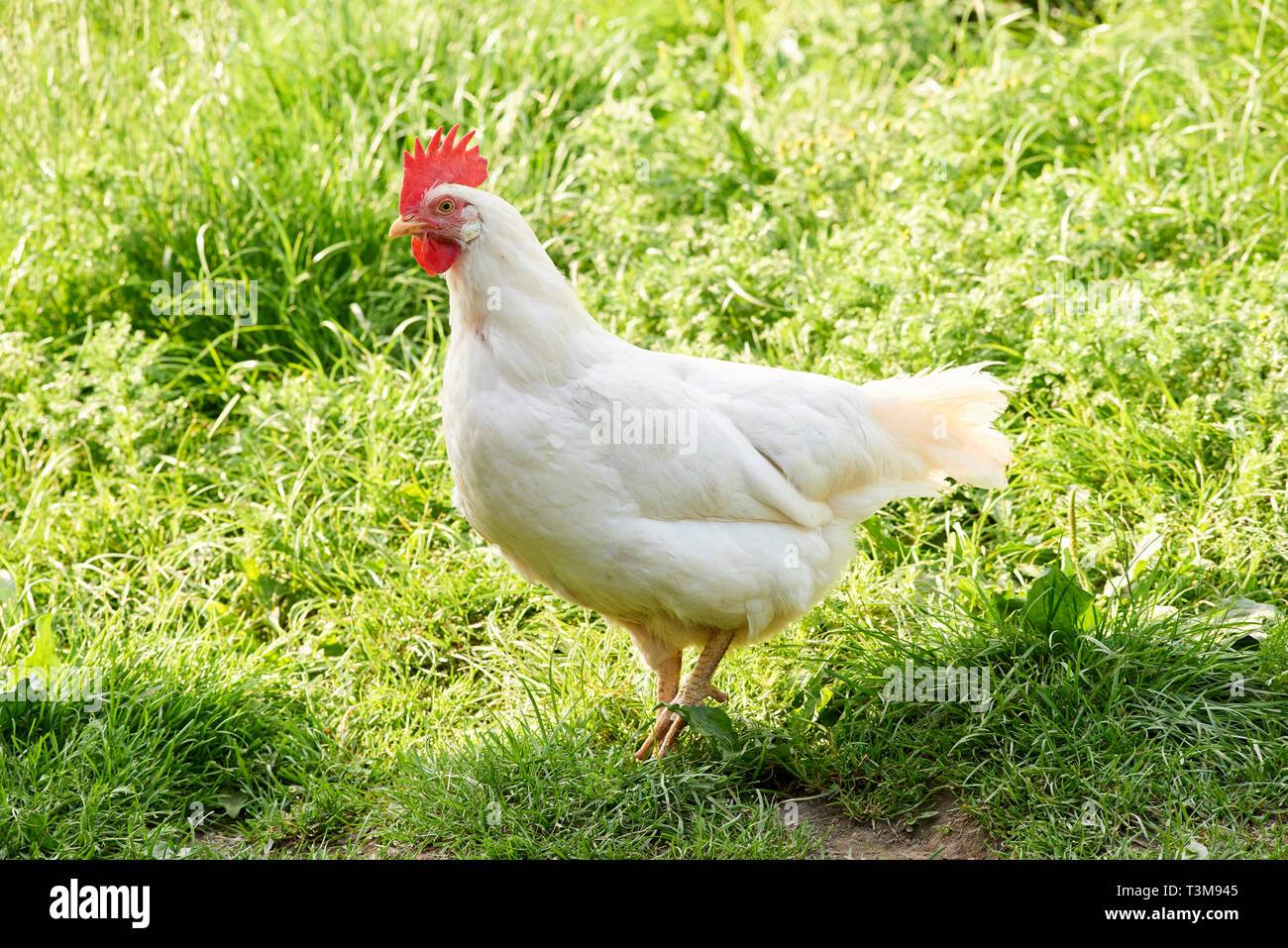 chicken in grass Stock Photo - Alamy