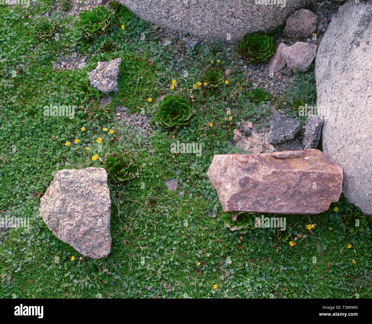 USA, Colorado, Arapaho National Forest, Mt. Evans Wilderness, Alpine ...