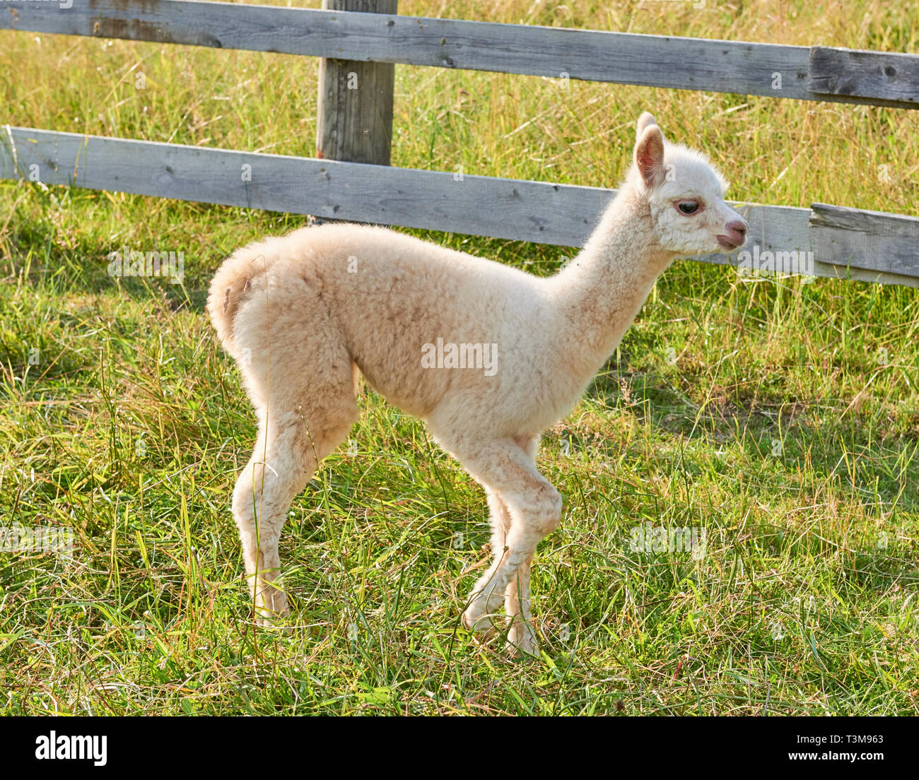 Memmal hi-res stock photography and images - Alamy