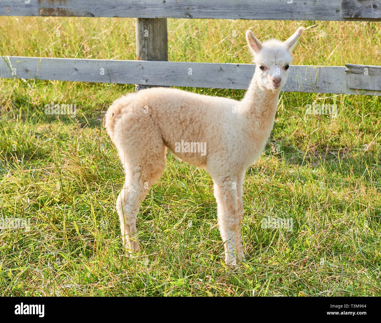 Alpaca spitting hi-res stock photography and images - Alamy