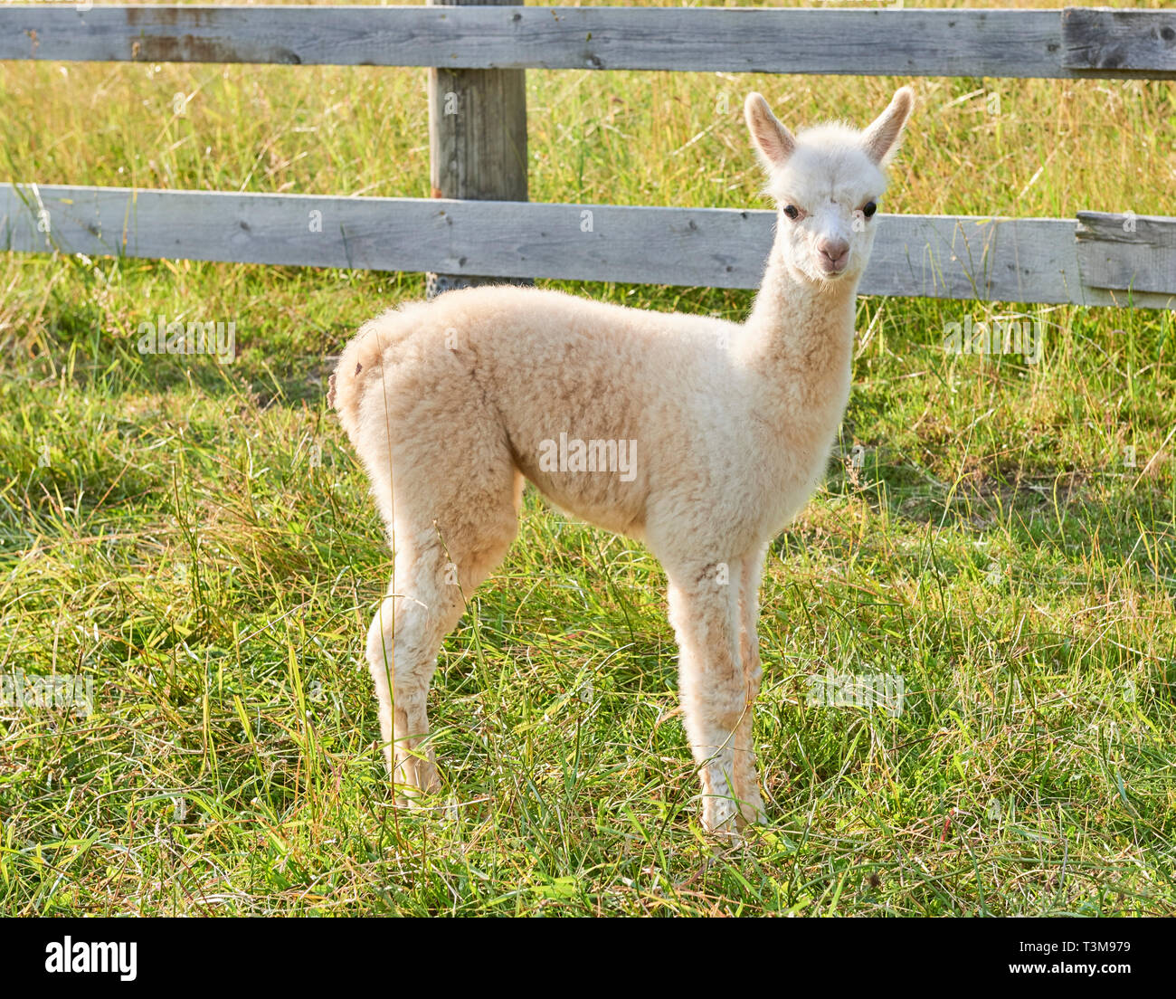 Baby llama hi-res stock photography and images - Alamy