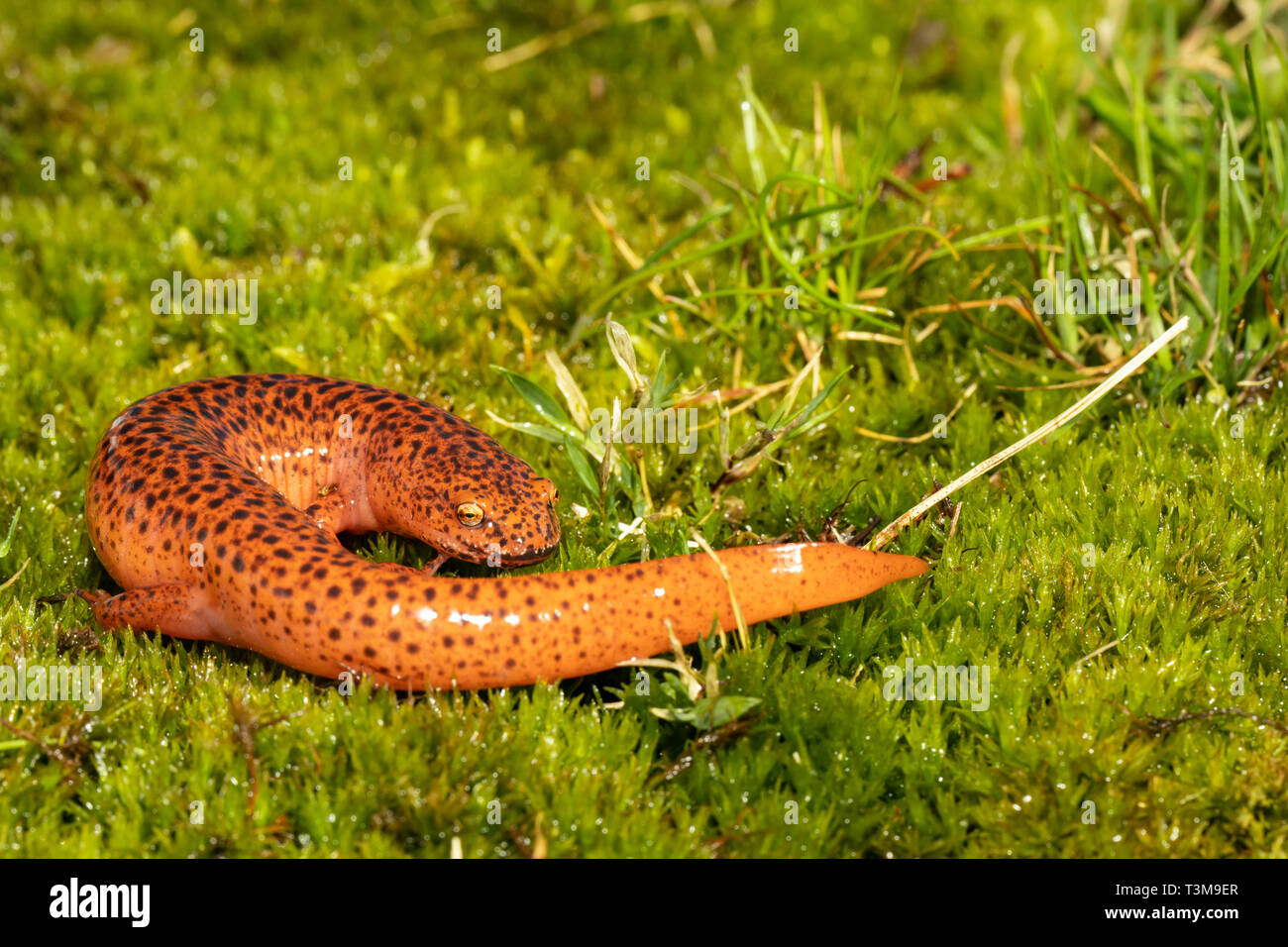Northern spring salamander hi-res stock photography and images - Alamy