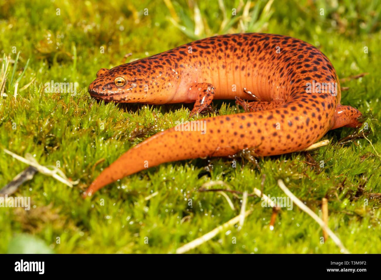 Northern red salamander - Pseudotriton ruber Stock Photo - Alamy