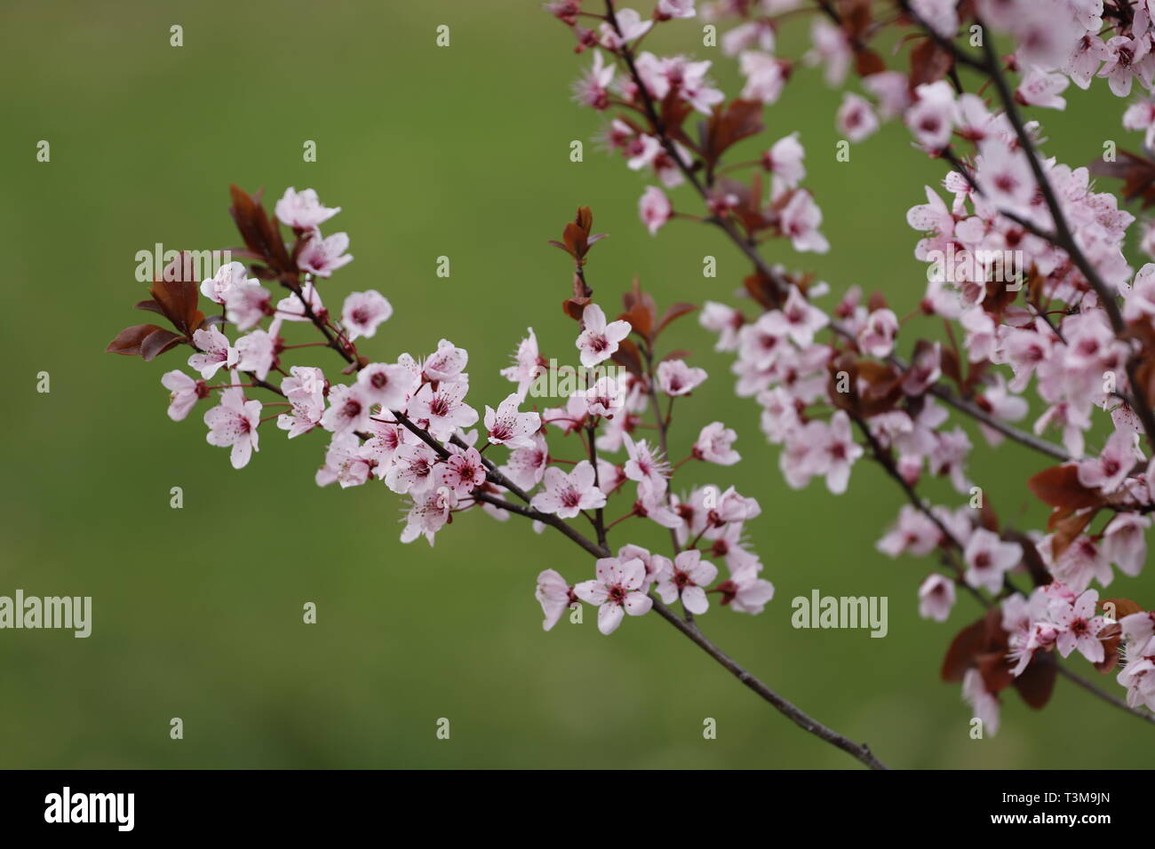 Blooming branch of a tree in early April in a downtown park, Sofia ...