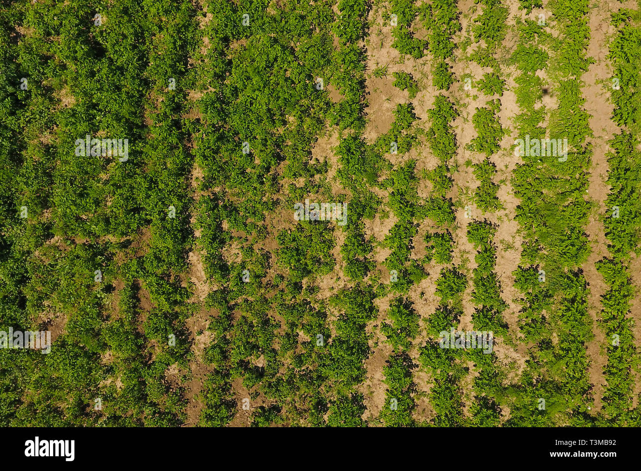 potato field. View from above. Green tops of rows of potatoes Stock ...
