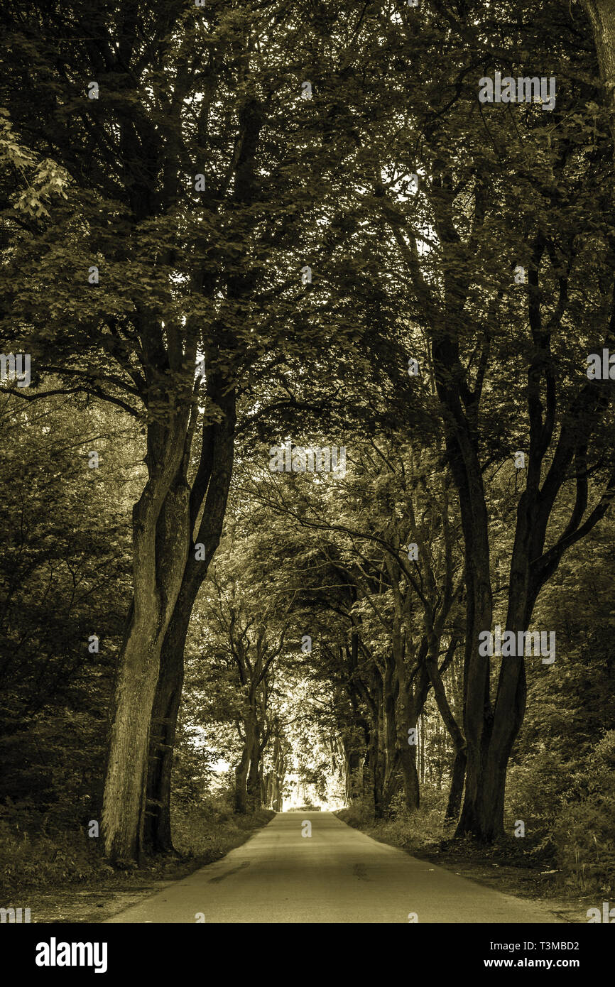 Sidewalk walking pavement mysterious alley path with old big trees in ...