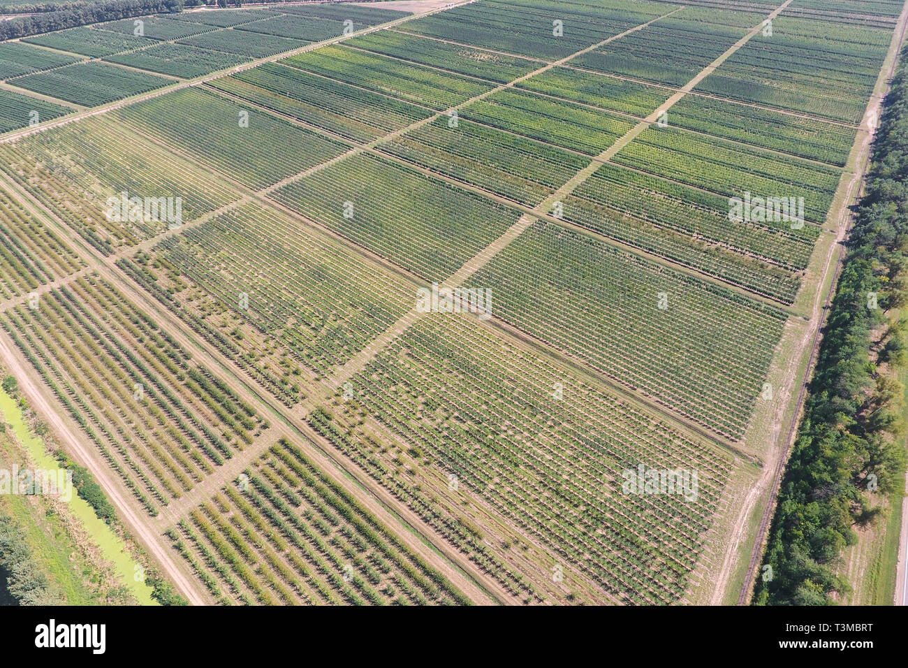 Rows of trees in the garden. Aerophotographing, top view. Landscape ...