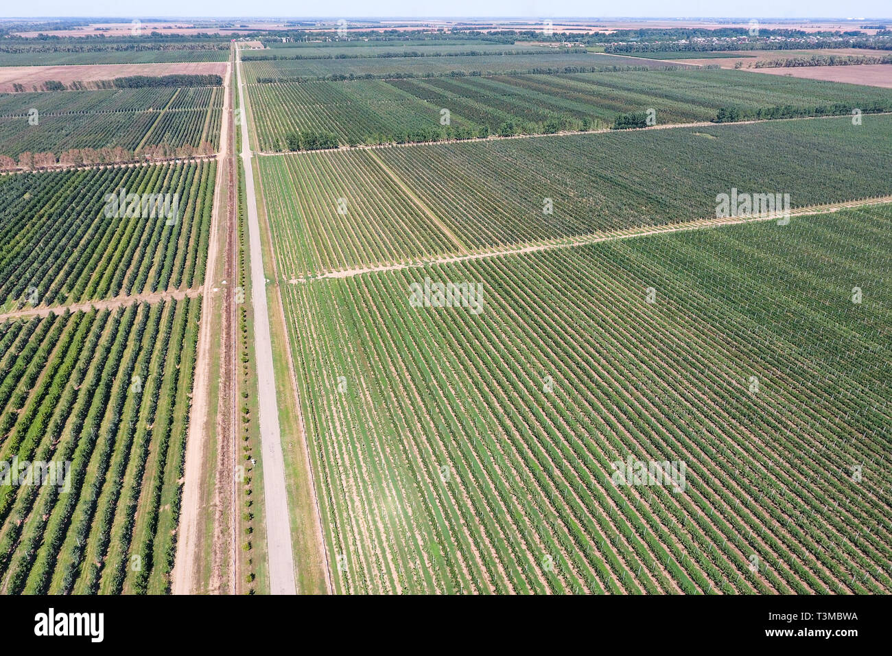 Rows of trees in the garden. Aerophotographing, top view. Landscape ...