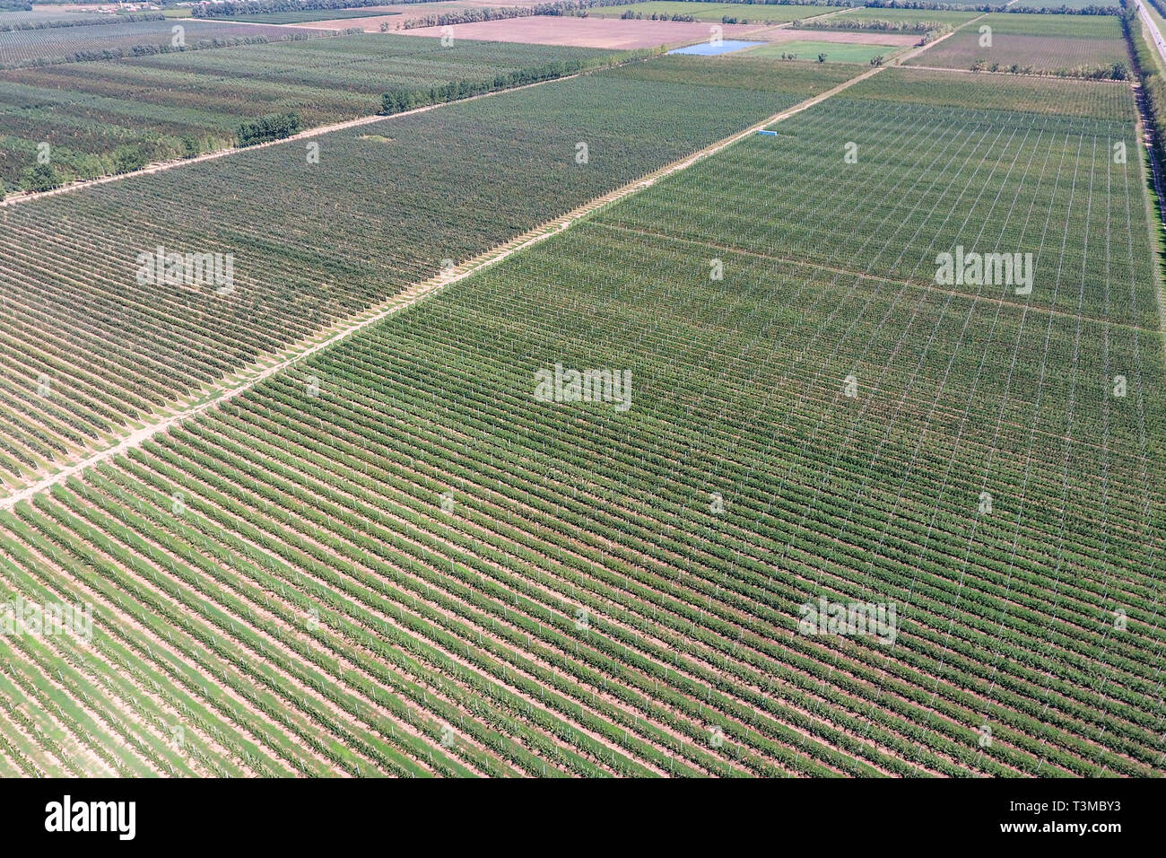 Rows of trees in the garden. Aerophotographing, top view. Landscape ...