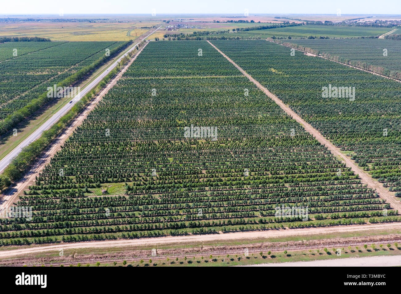 Rows of trees in the garden. Aerophotographing, top view. Landscape ...