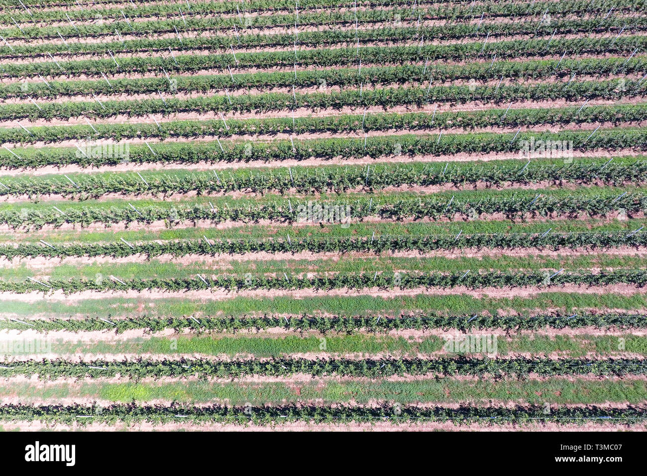 Rows of trees in the garden. Aerophotographing, top view. Landscape ...