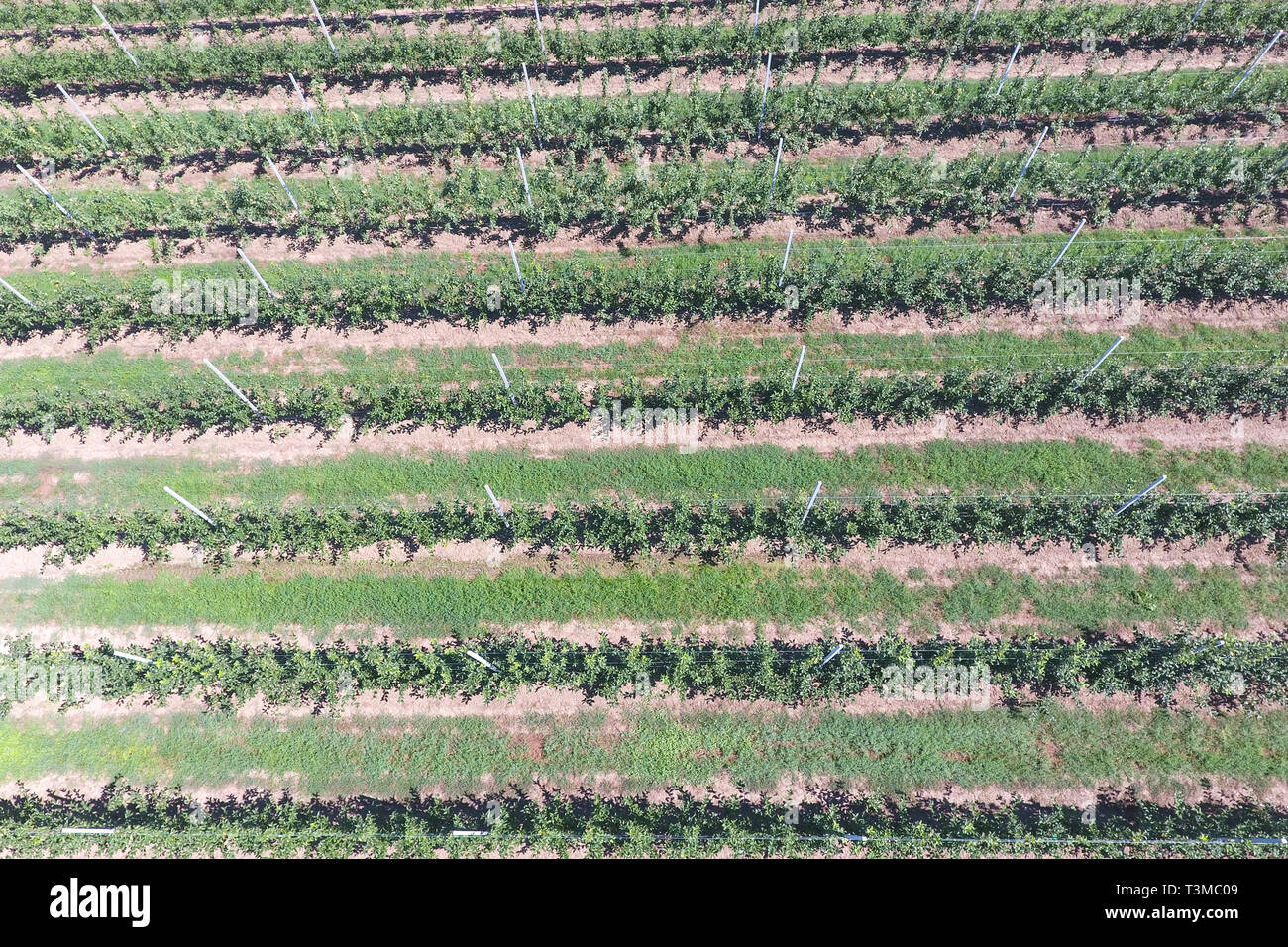 Rows of trees in the garden. Aerophotographing, top view. Landscape ...