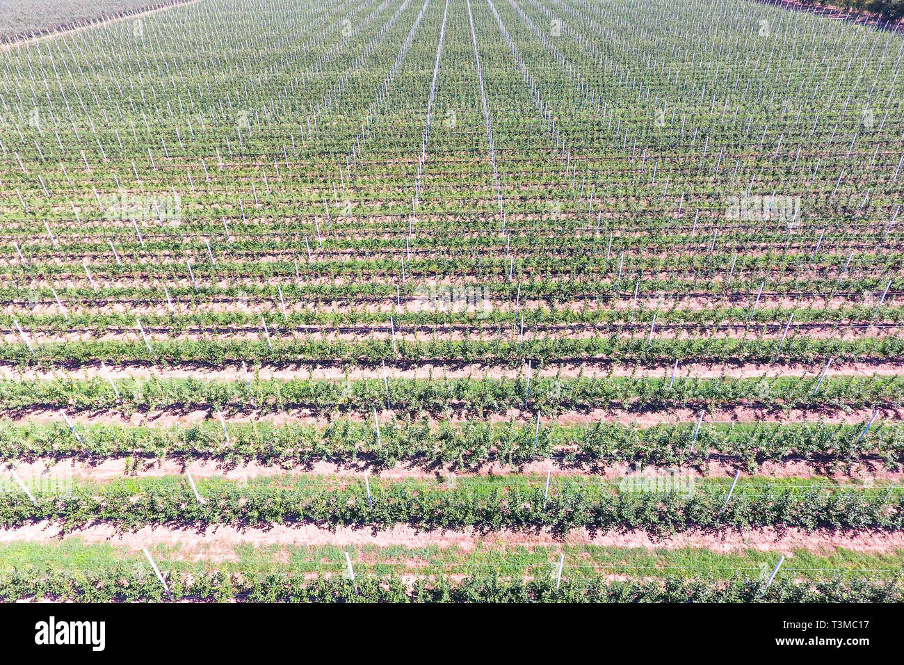Rows of trees in the garden. Aerophotographing, top view. Landscape ...