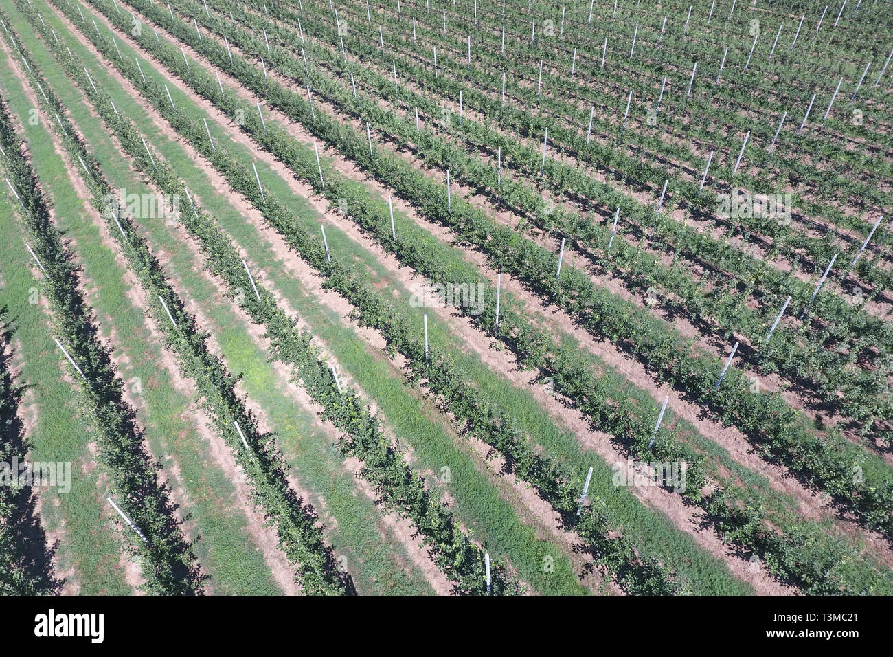 Rows of trees in the garden. Aerophotographing, top view. Landscape ...
