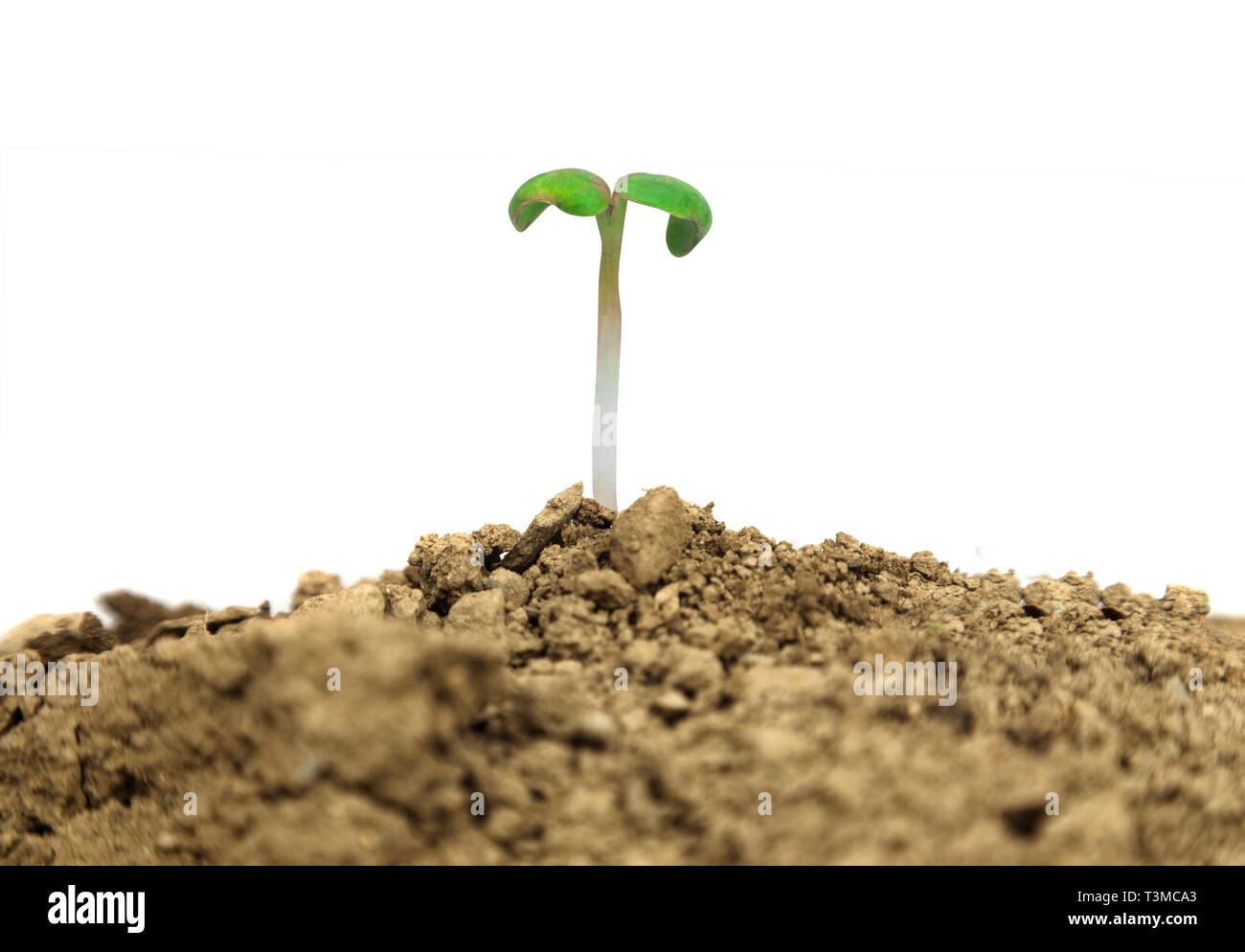 green stem plant with root isolated on white Stock Photo - Alamy