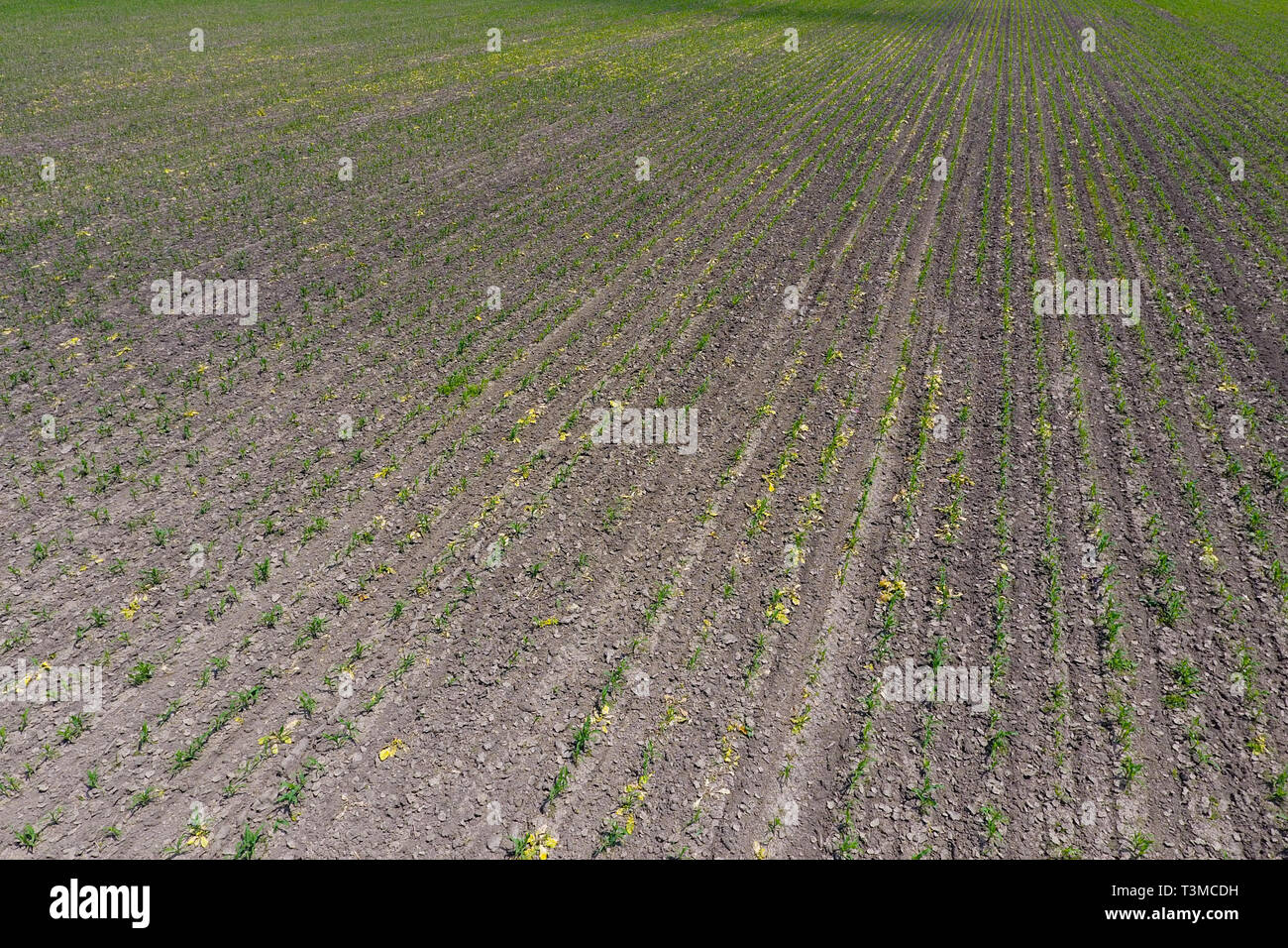 Seedlings of corn. Field of young corn. Shoots of corn on the field ...