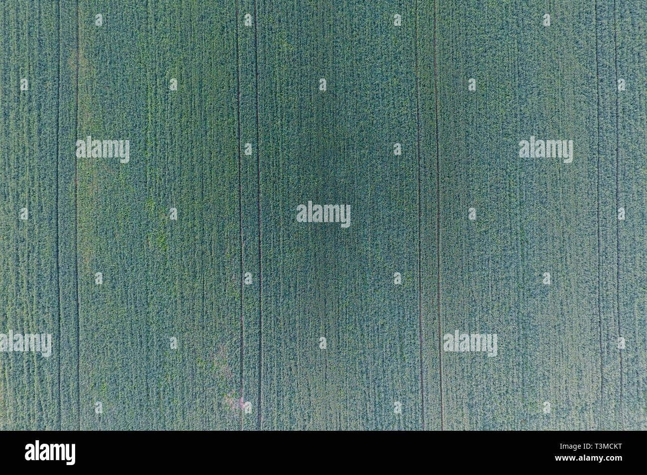Texture of wheat field. Background of young green wheat on the field ...