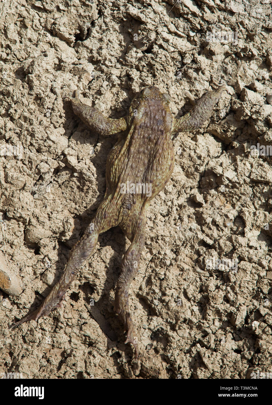frog crawling in the dry land Stock Photo - Alamy
