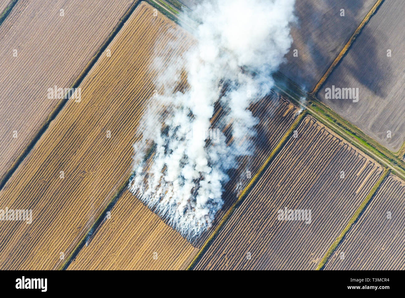 The burning of rice straw in the fields. Smoke from the burning of rice ...