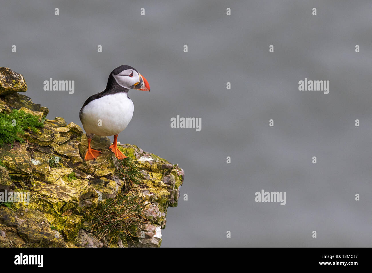 Puffins on cliff edge hi-res stock photography and images - Alamy