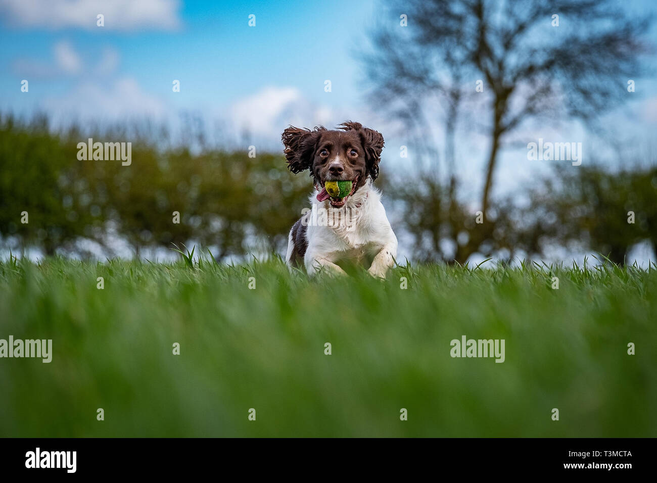 Working springer spaniel hi-res stock photography and images - Alamy